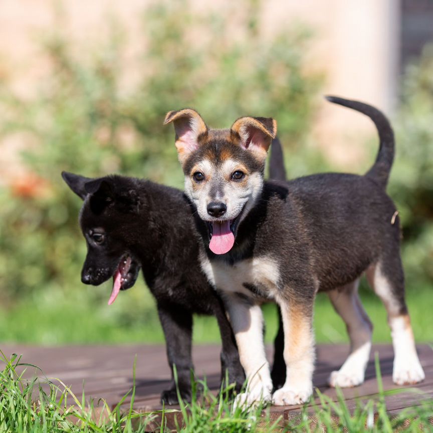 Щенки в добрые руки