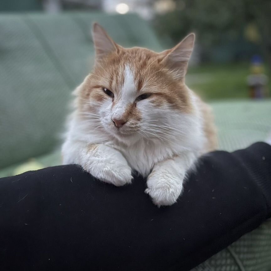 Кот в добрые руки