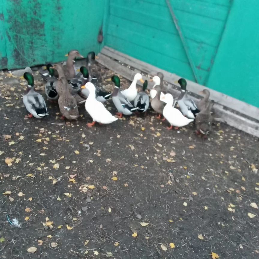 Утка домашняя