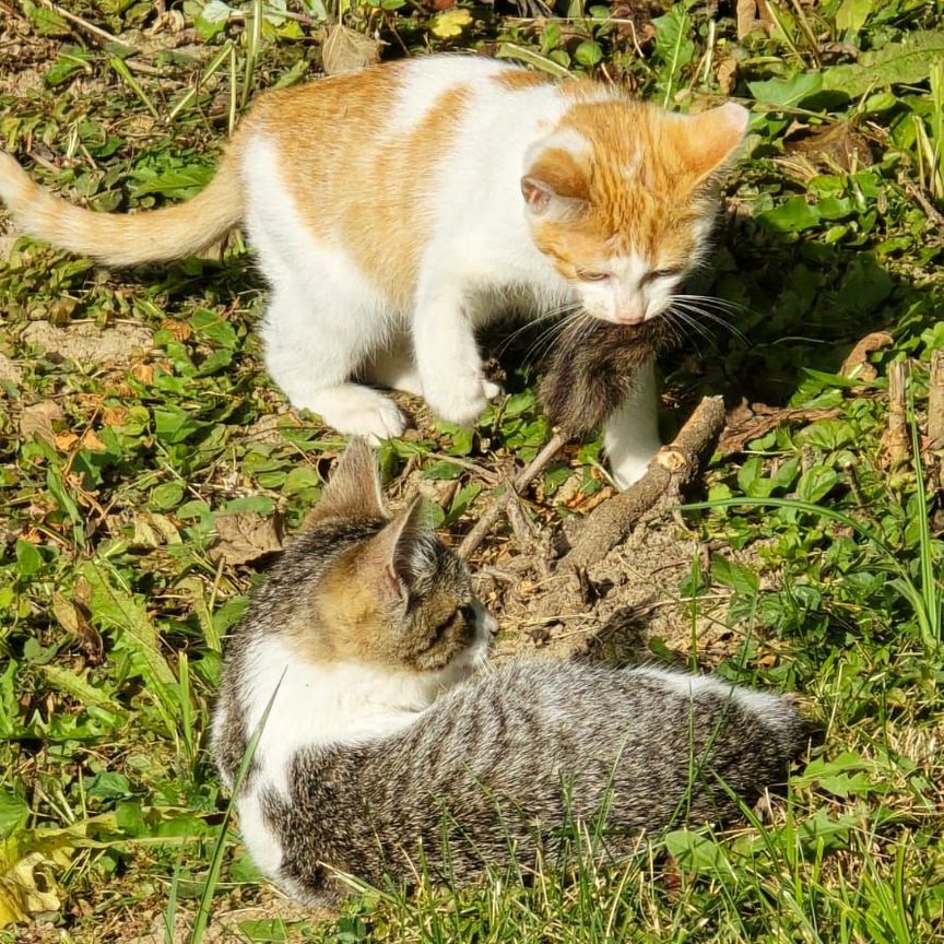 Котята в добрые руки даром бесплатно