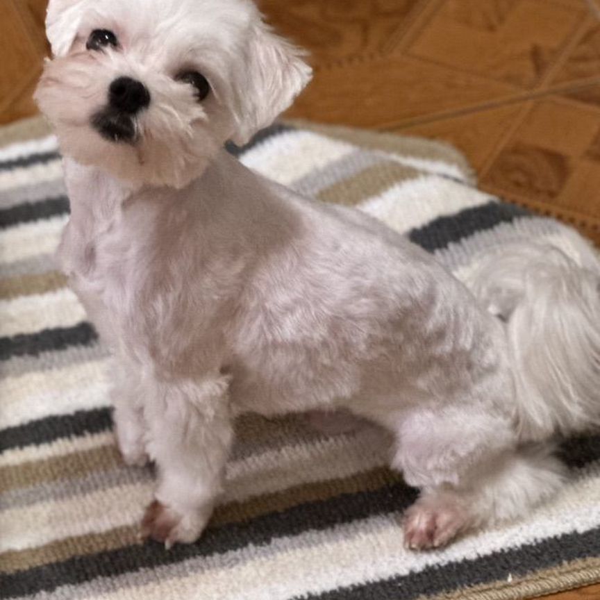 Мальтеза мальчик ищет невесту