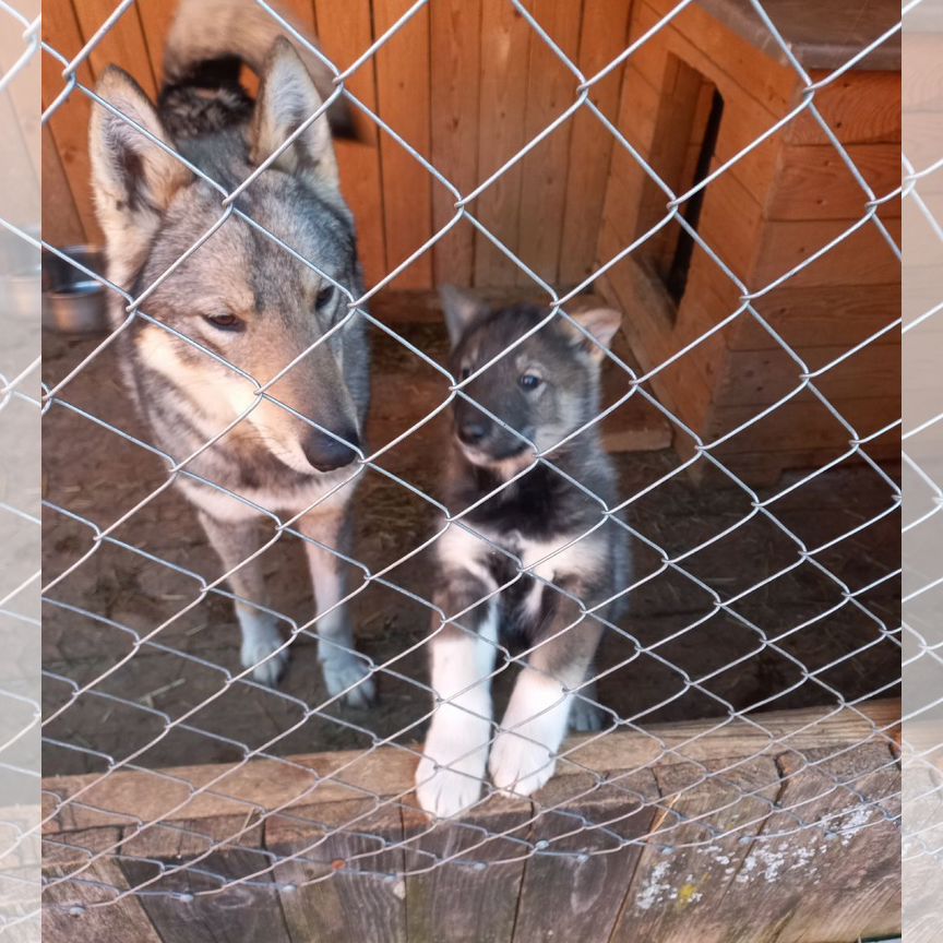 Лайка, щенок