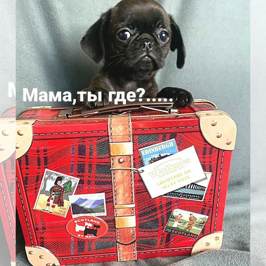 Пти-брабансон, щенок