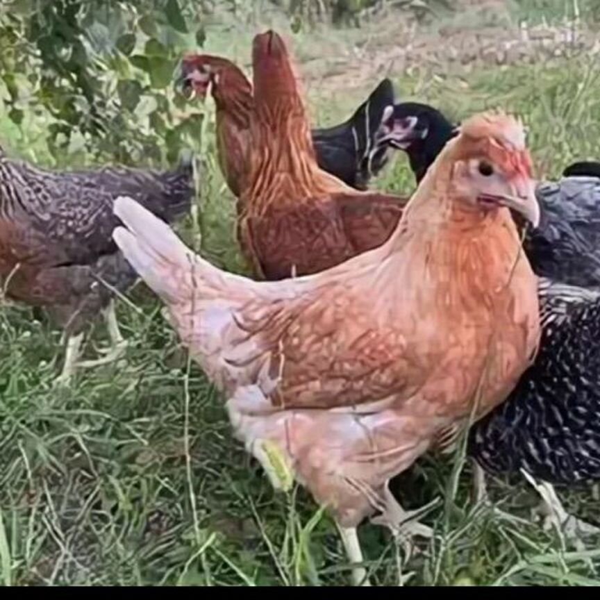 Куры молодки доменант, браун ник