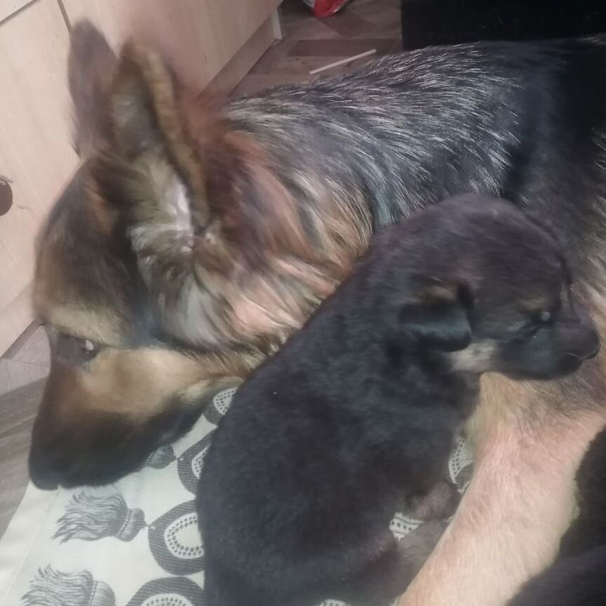 Немецкая овчарка, щенок