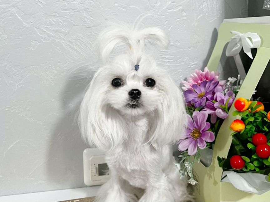 Красавчик мини мальтезе Корея