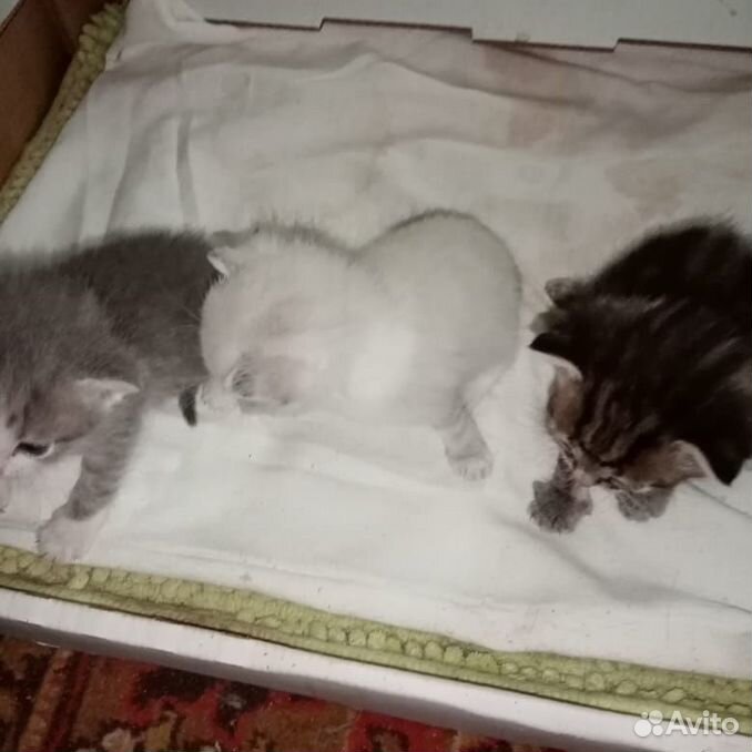 Котята и кошка ищут дом/ передержку