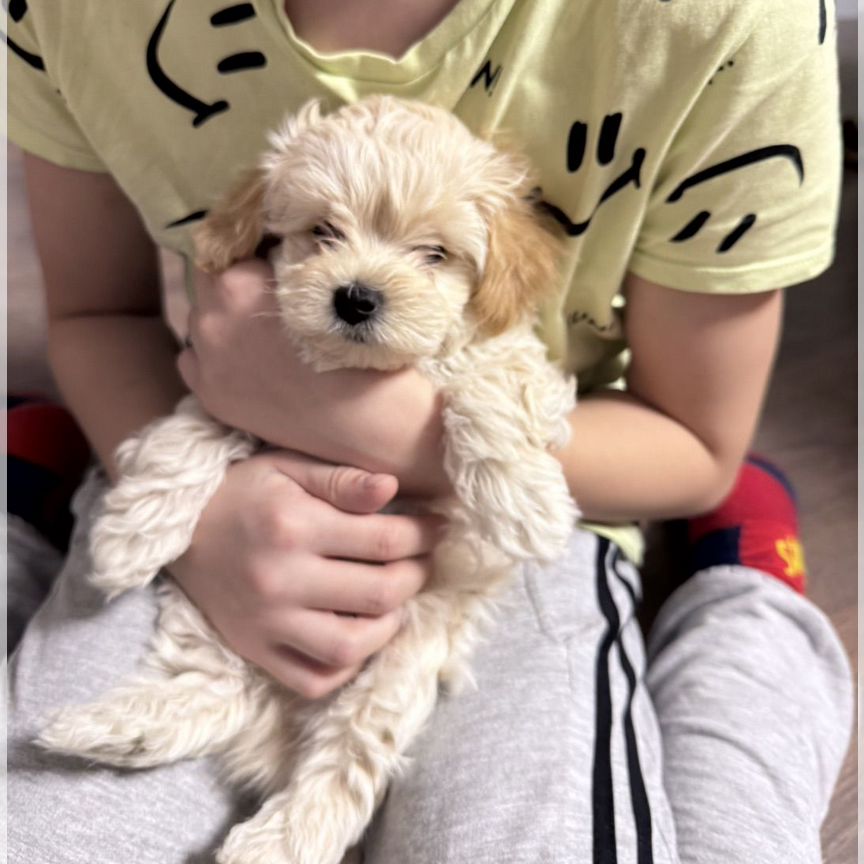 Мальтипу, щенок