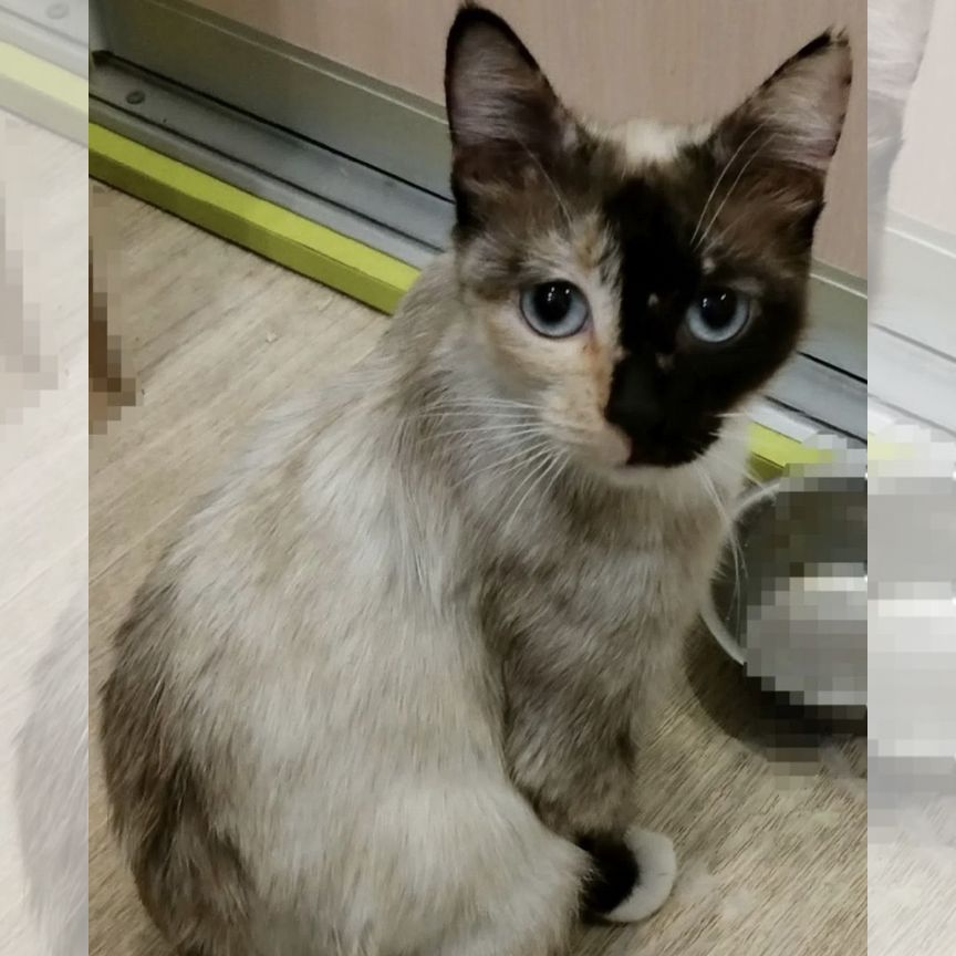 Сиамская, взрослая кошка