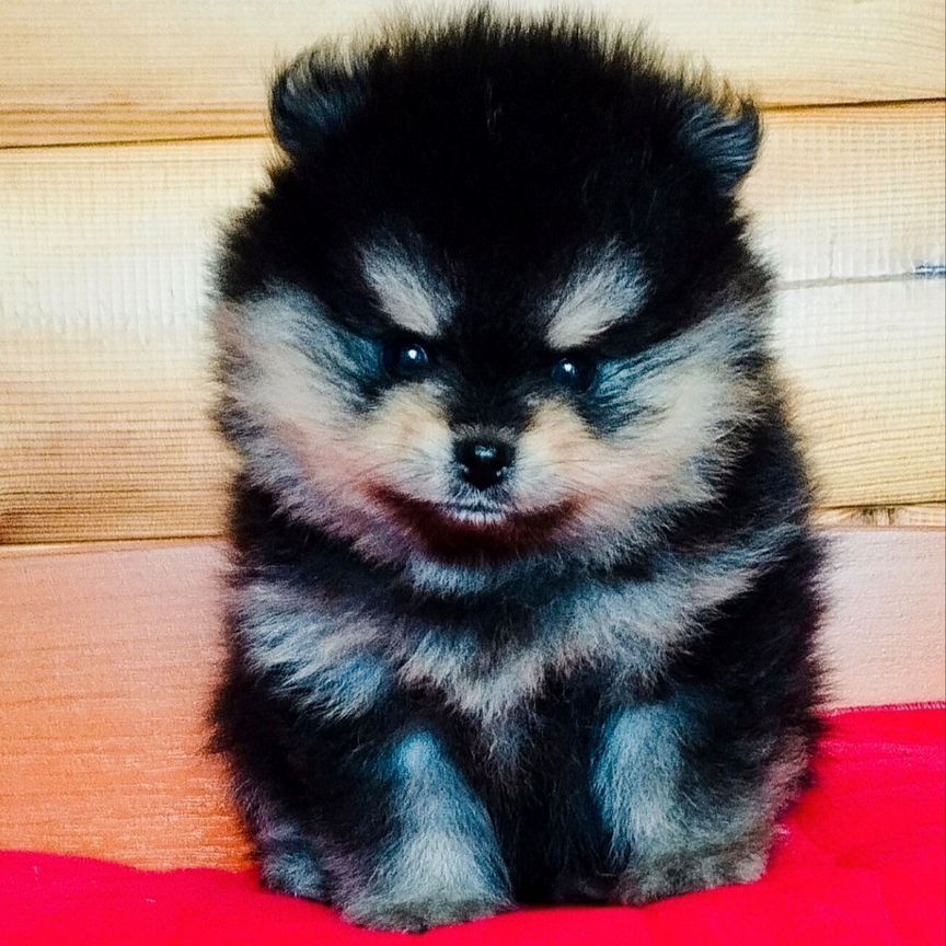 Померанский шпиц, щенок