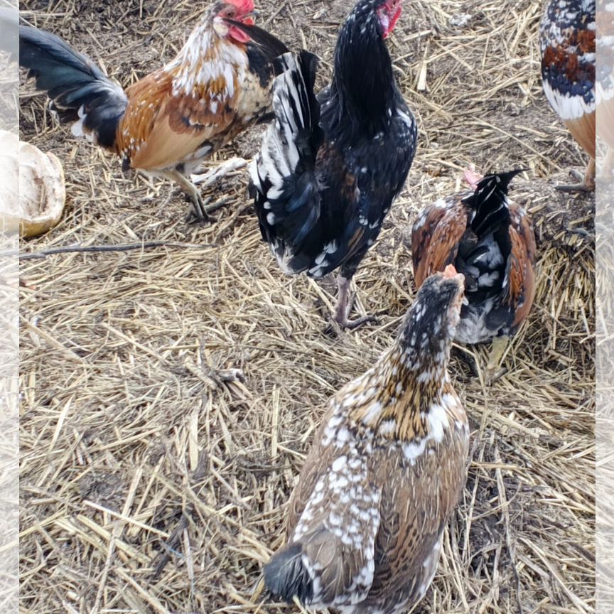 Петушки породы Бентамка