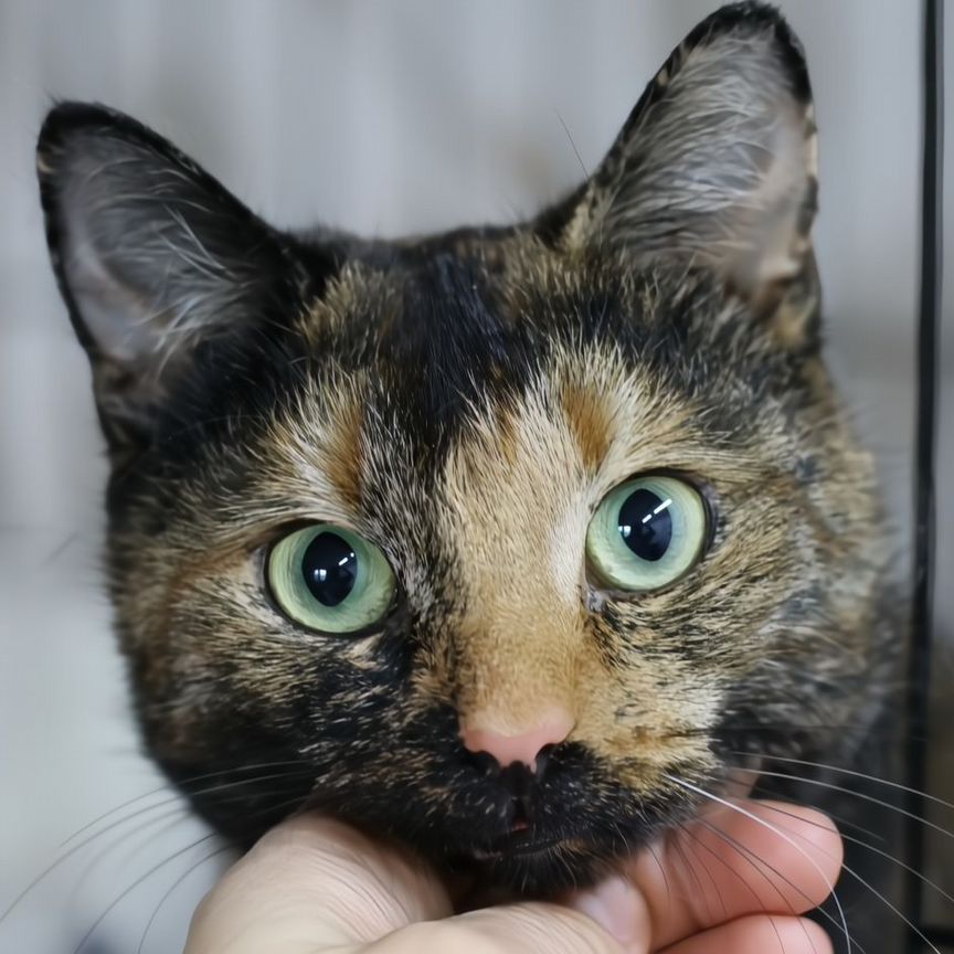 Взрослая кошка в добрые руки