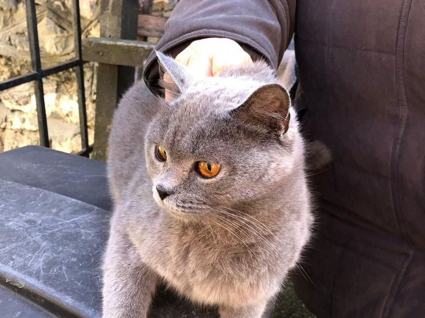 Британская кошка бесплатно