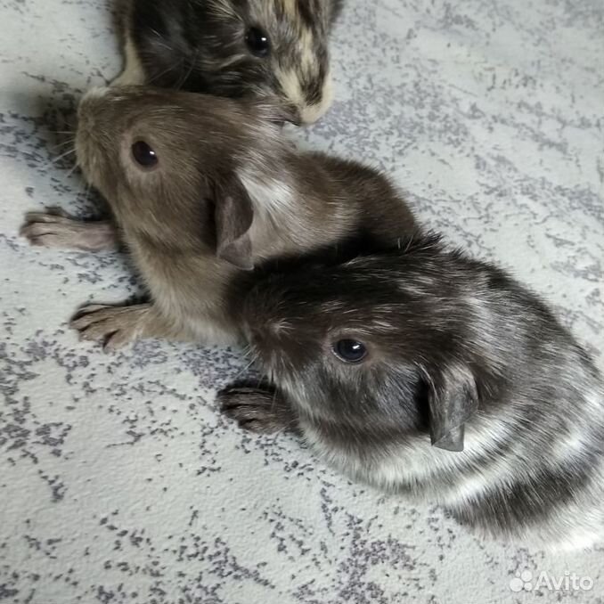 Морские свинки малыши