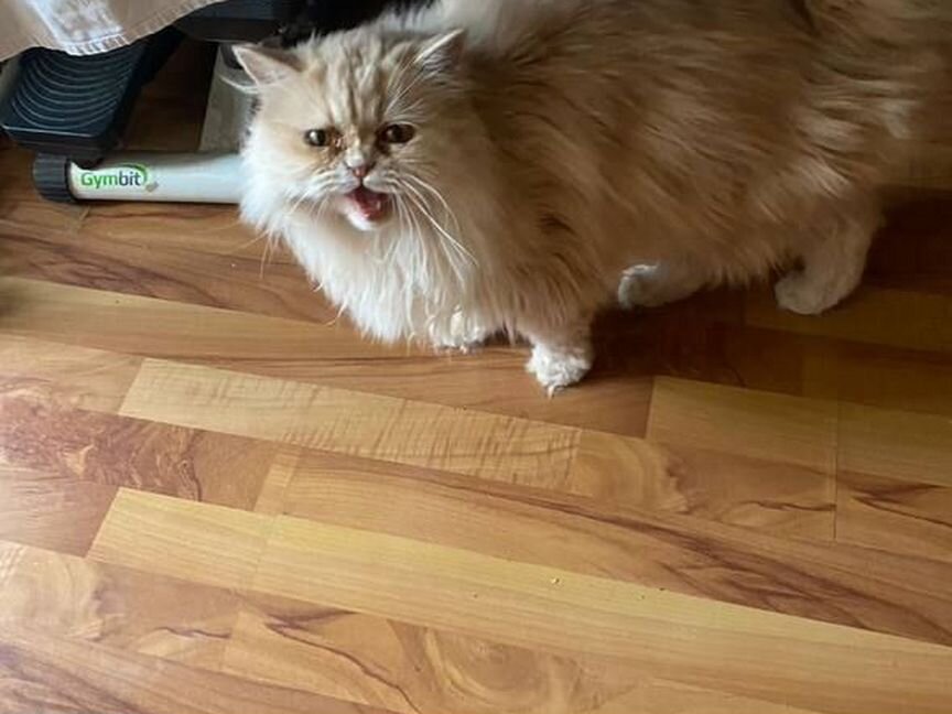 Девочка перс 2 года