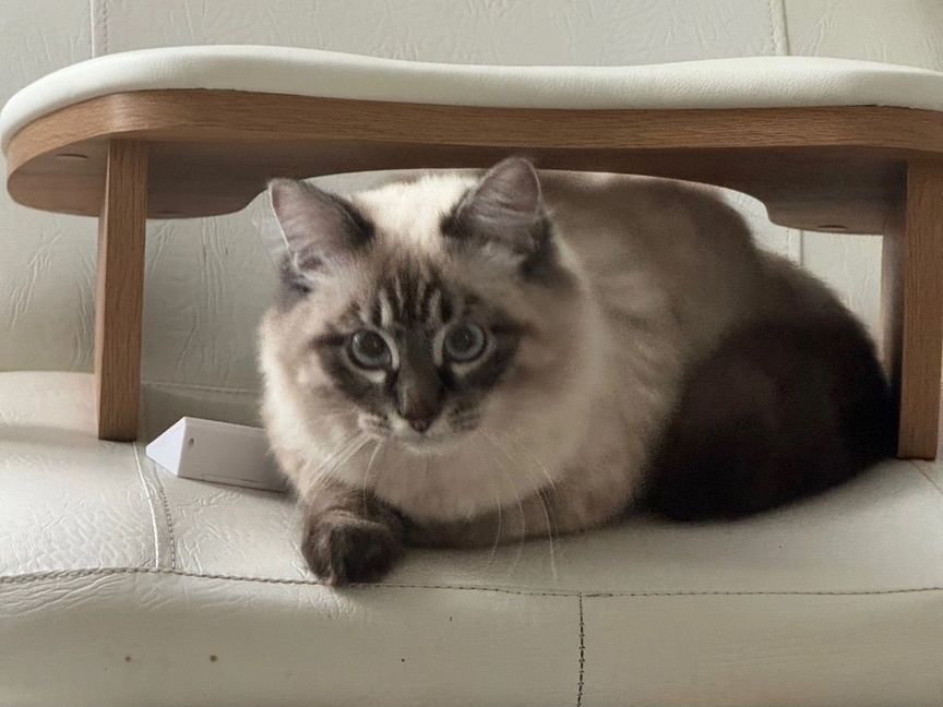 Кот и кошка