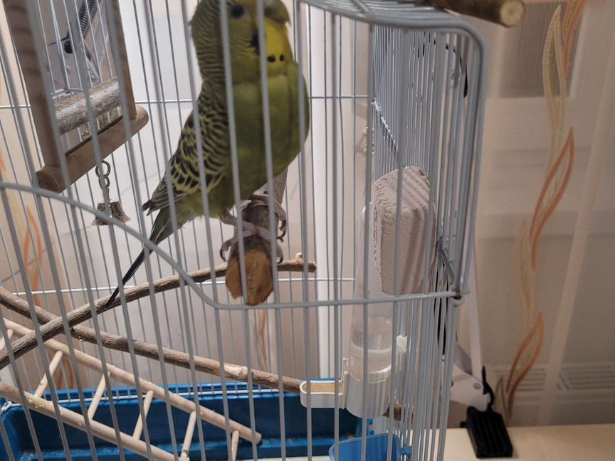 Волнистый попугай с клеткой