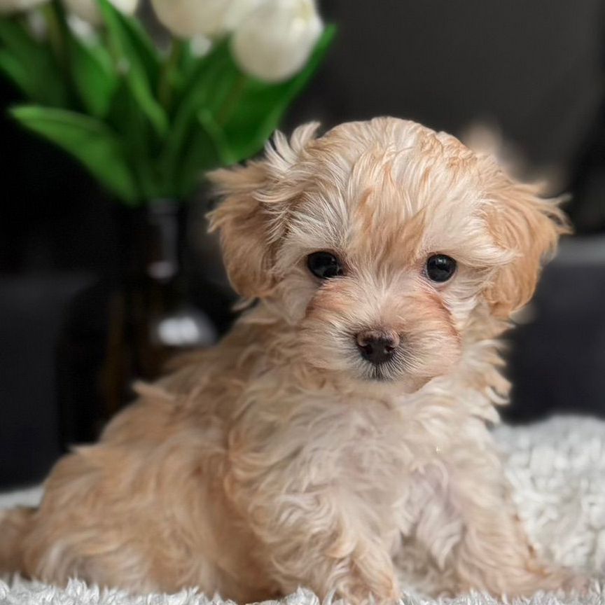 Щенок мальтипу ф1 мини мальчик