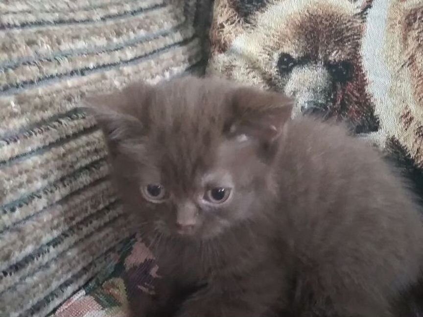 Шотландские котята
