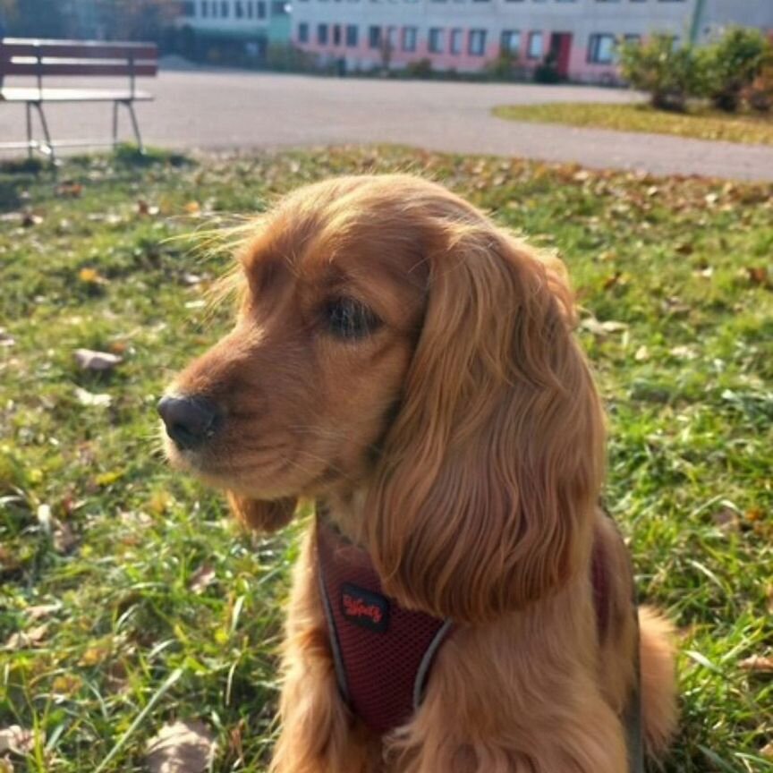 Потерялась собака Английский Кокер Спаниел