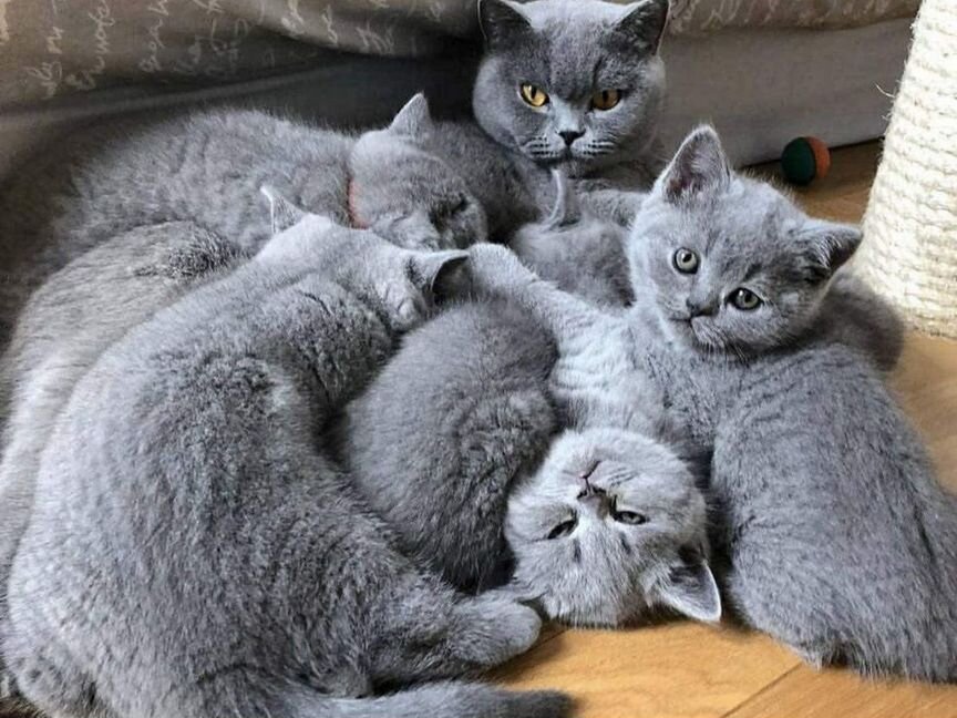 Красивые котятки-медвежатки