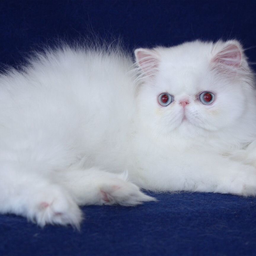 Персидские котята
