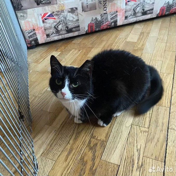 Ласковая девочка с характером Душенька ищет дом