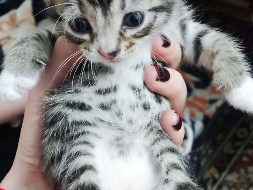 Отдам котят в добрые руки