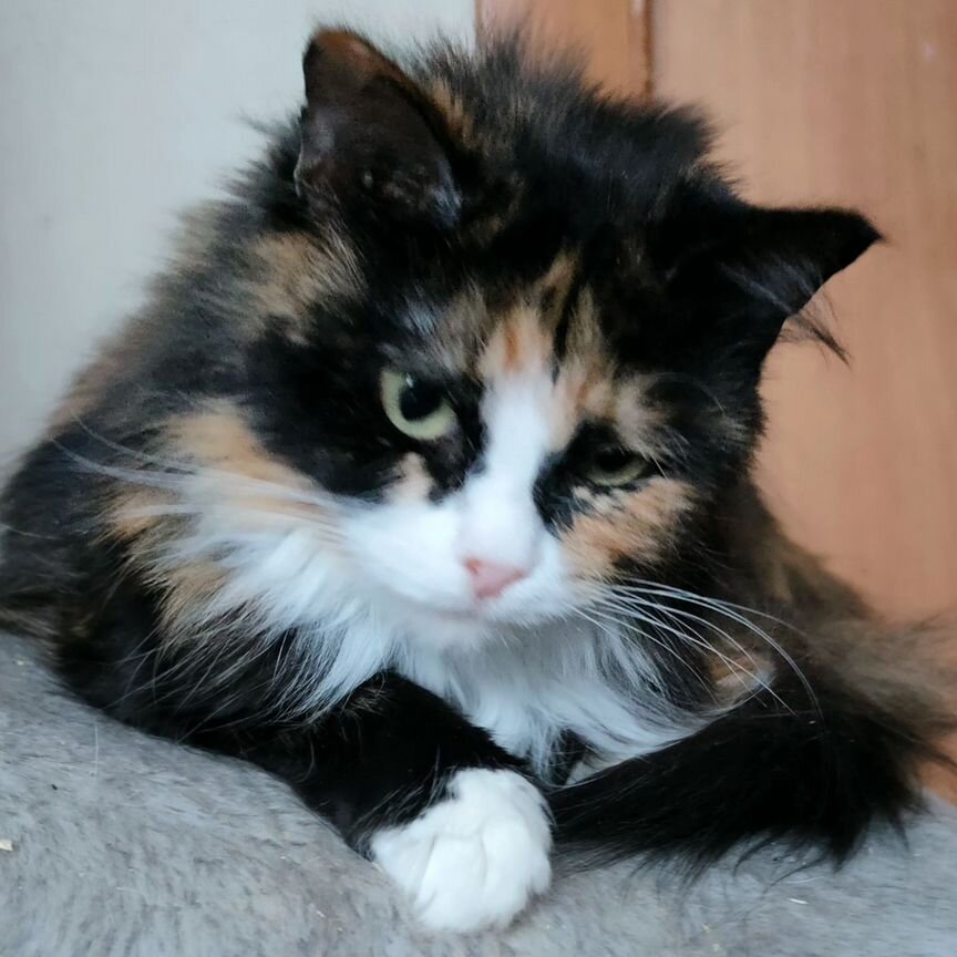Кошка