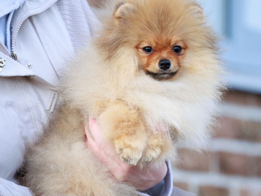 Мини шпиц мальчишка лайт оранж