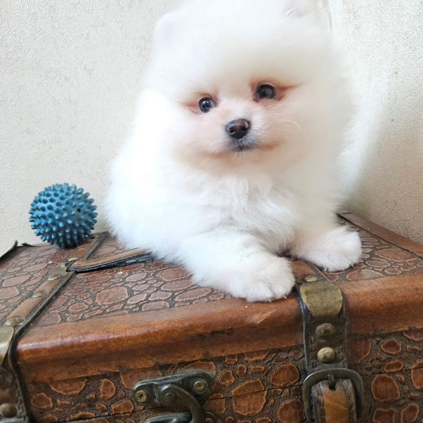 Шпиц малыши