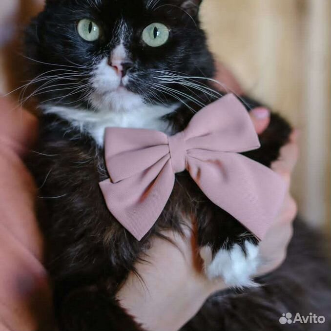 Малышка Асти ждёт вас в приюте