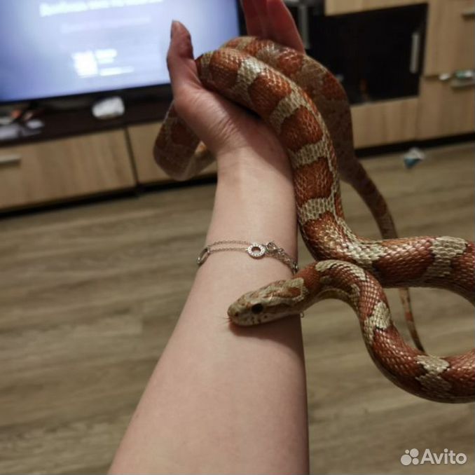 Змея маисовый полоз