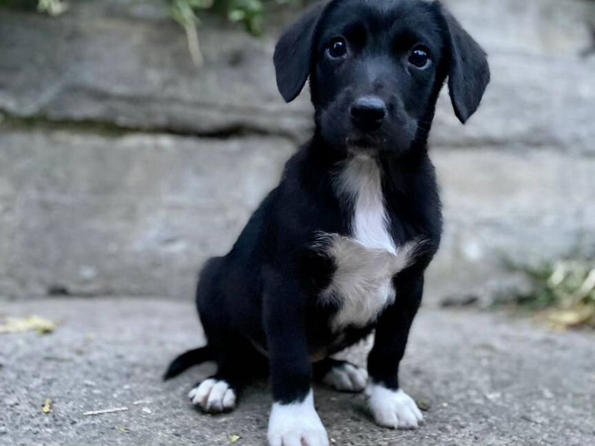 Щенок в добрые руки