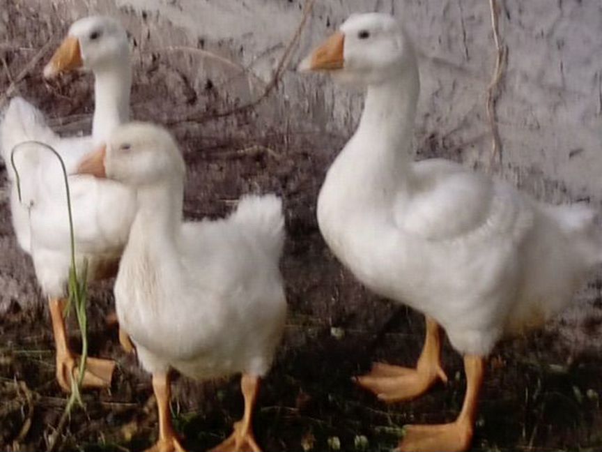 Гуси месячные порода линда