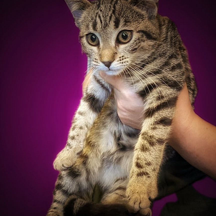 Котенок девочка ищет дом