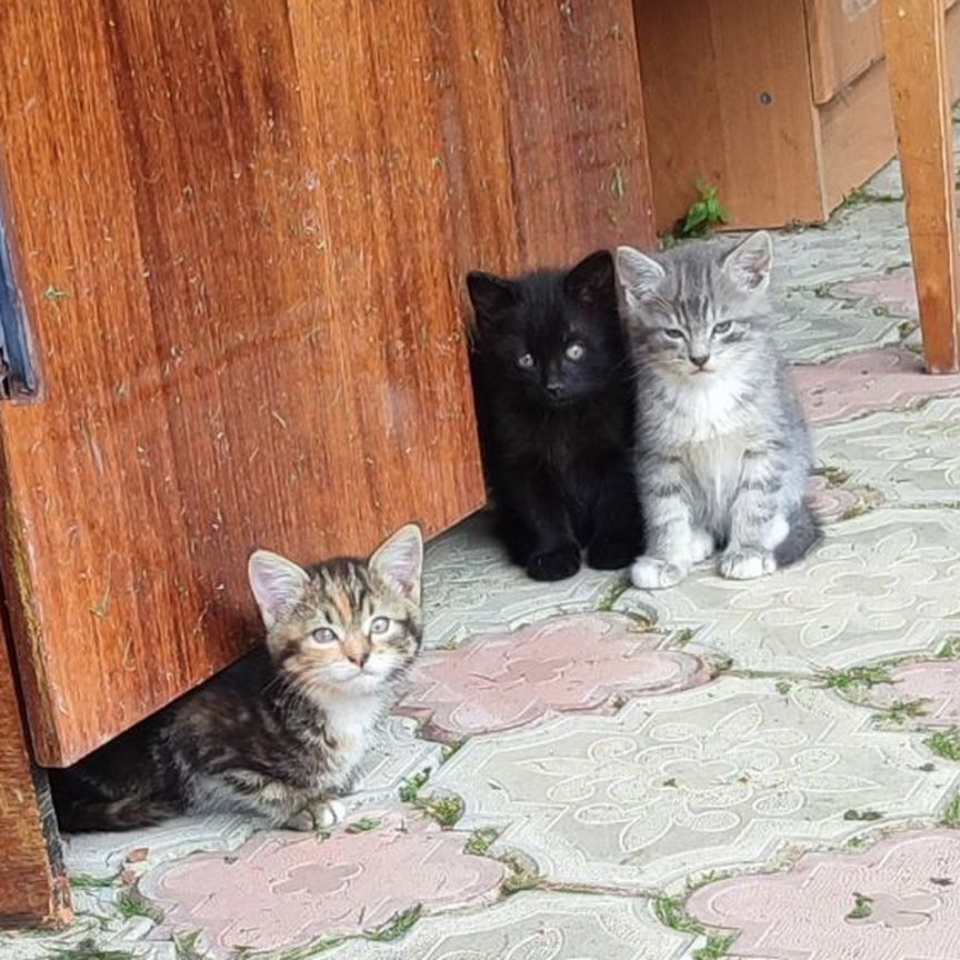 Котята в добрые руки