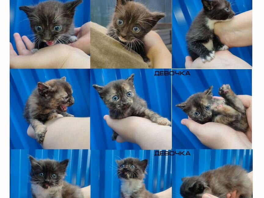 Котята в добрые руки бесплатно