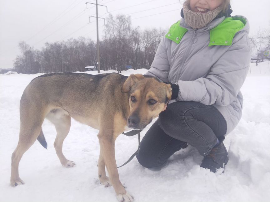 Собака из приюта в добрые руки