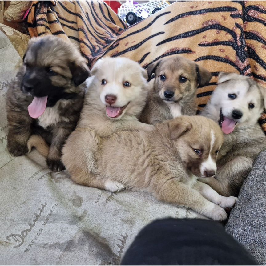 Щенок в добрые руки