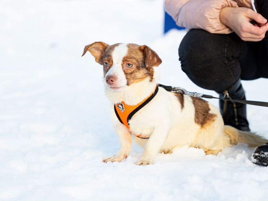 Очаровашка Вафля в добрые ручки