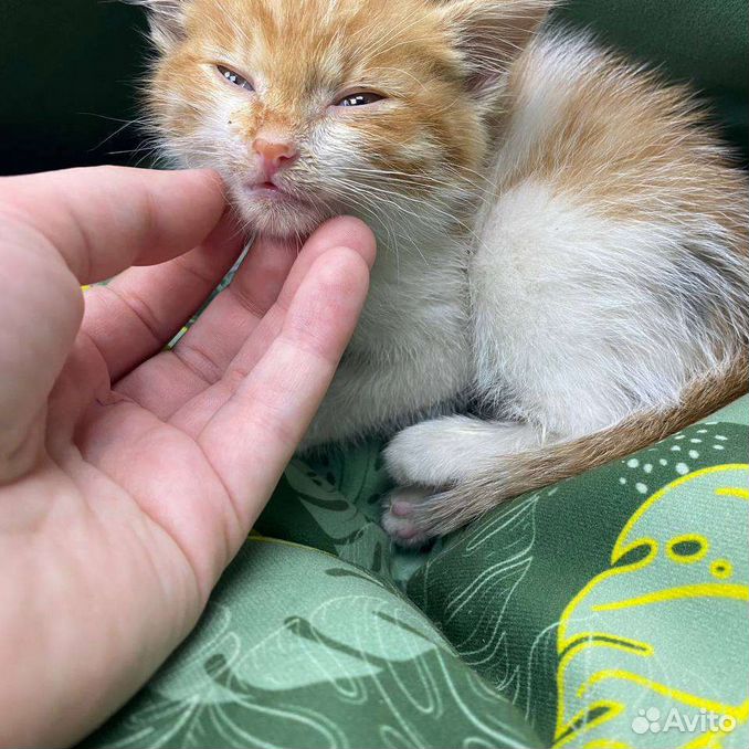 Малыш ищет уютный дом