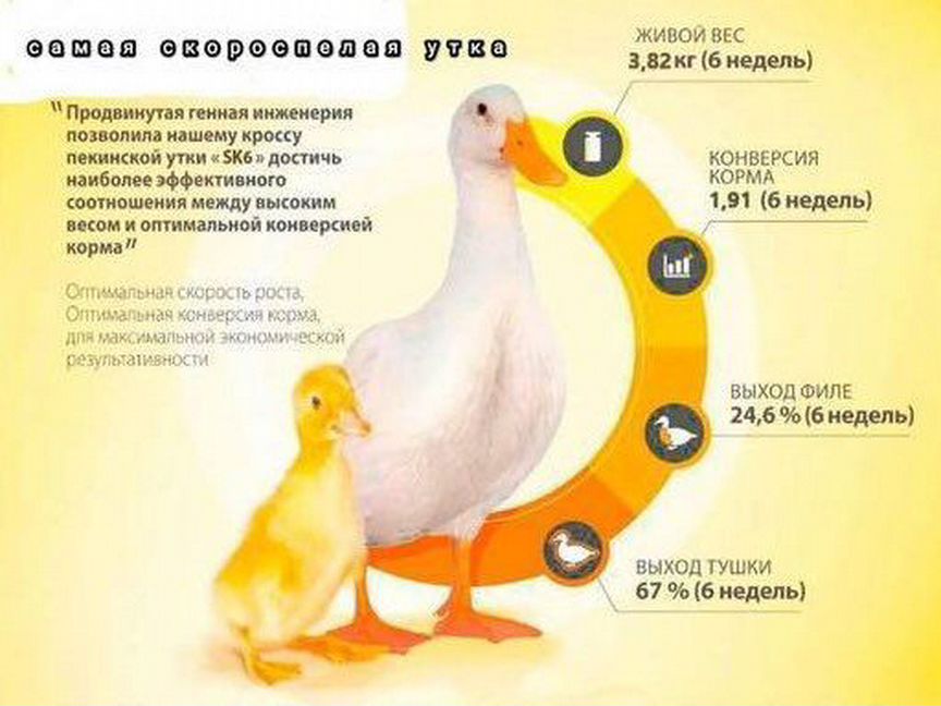 Бройлерная утка ck6