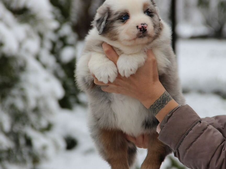 Австралийская овчарка аусси -кобель