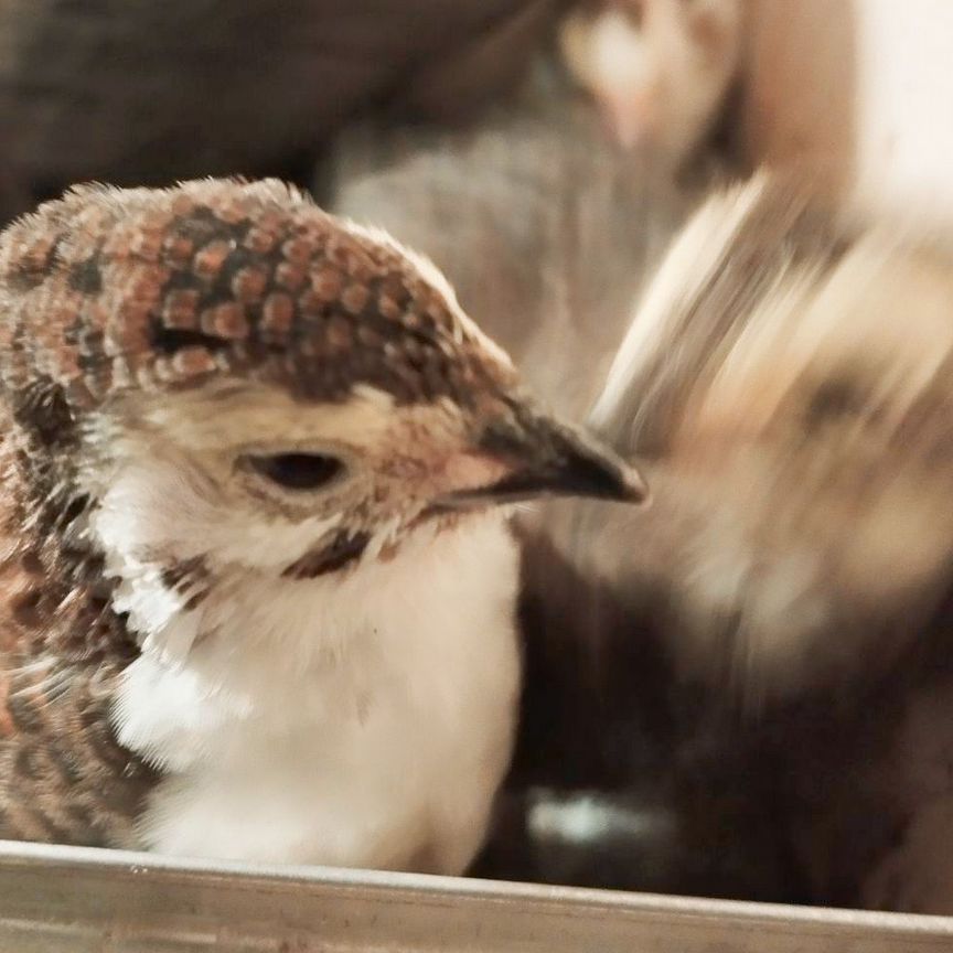 Перепела породы селодон, вылупка под заказ