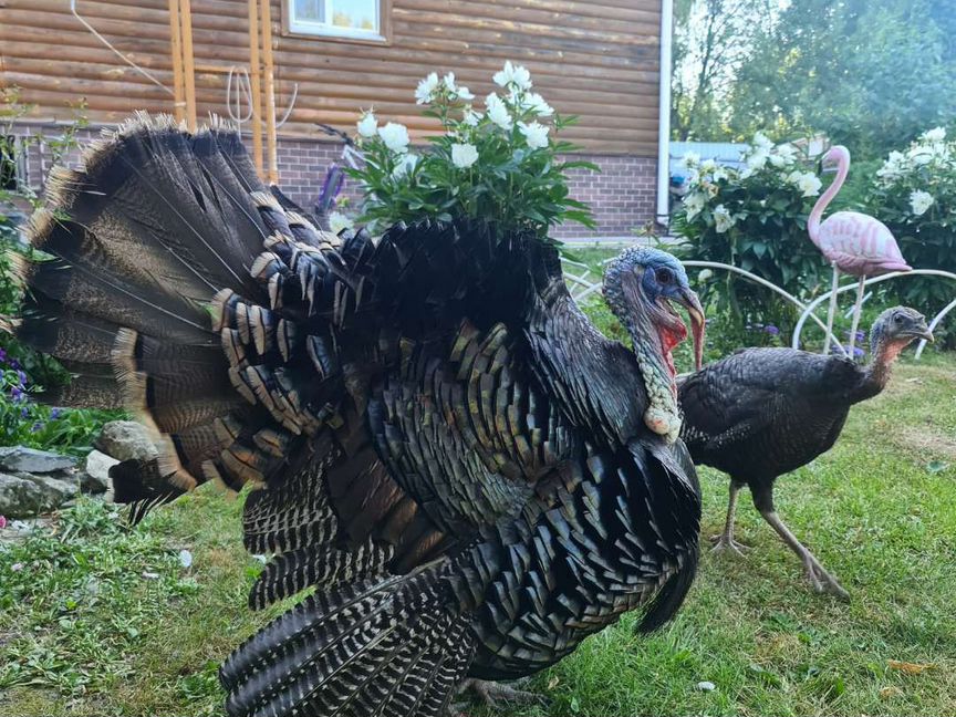 Дикая американская индейка