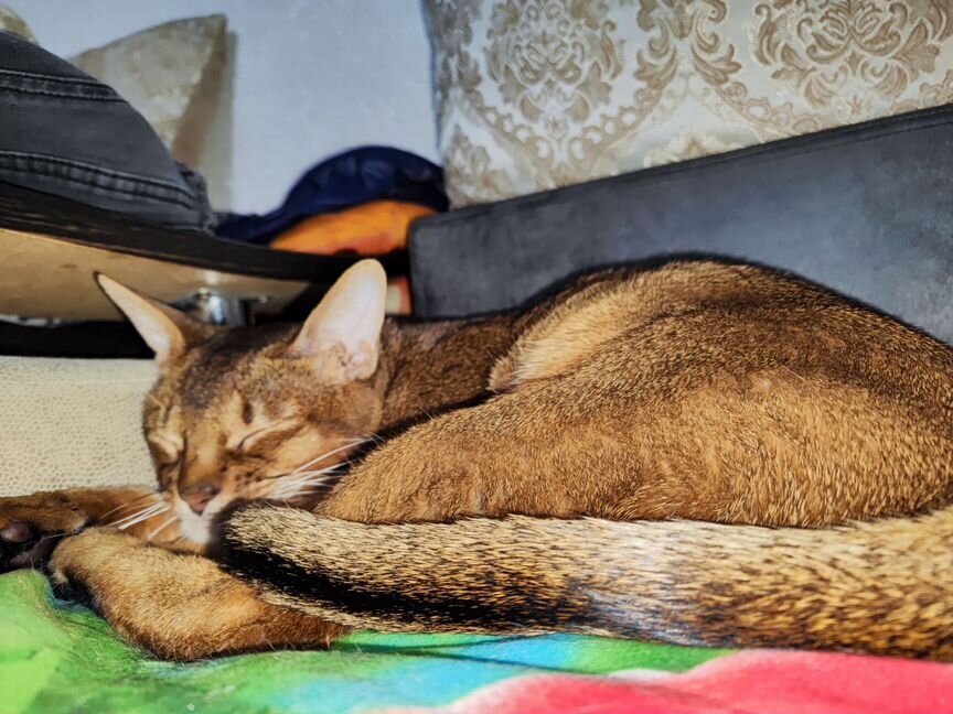 Абиссинская