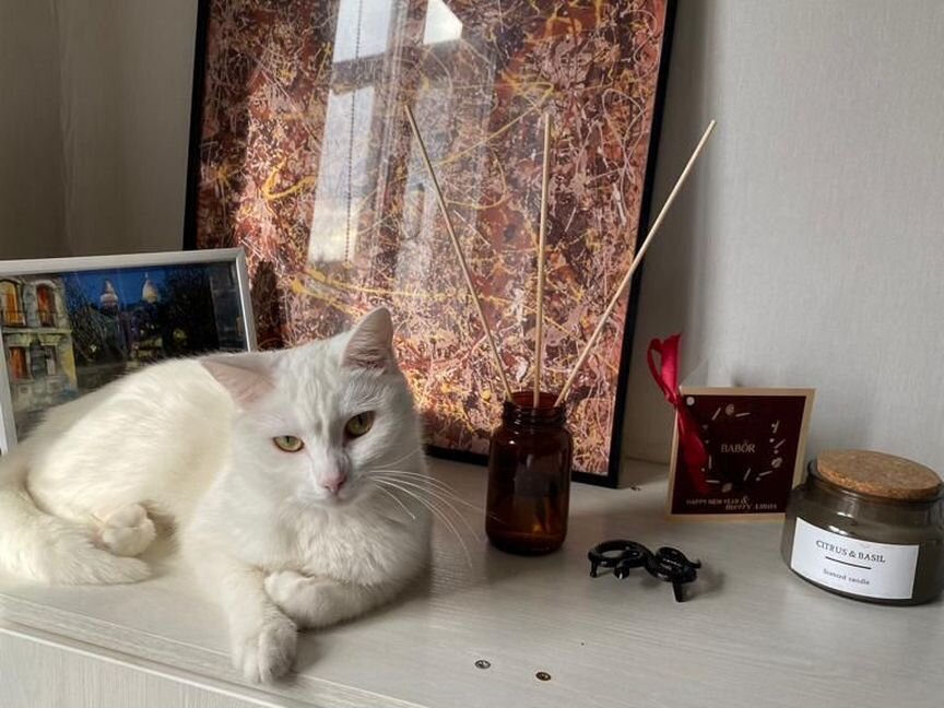 Кошка(брошенка с дачи) в Добрые руки