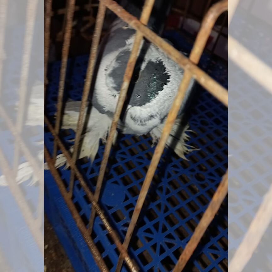 Голубь домашние
