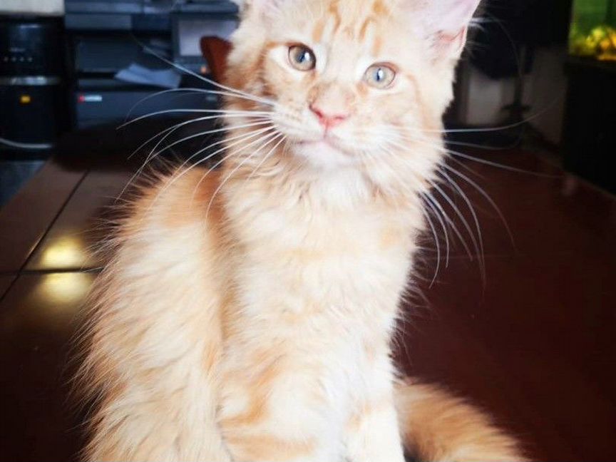 Мейн-кун котёнок